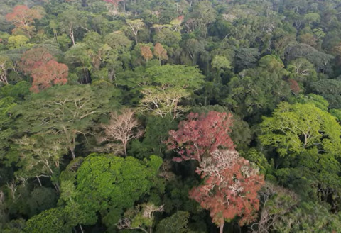 Le bois en République du Congo