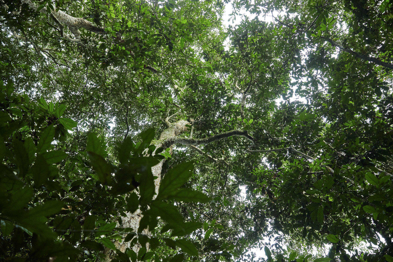 La filière bois au Congo | Bois Congo